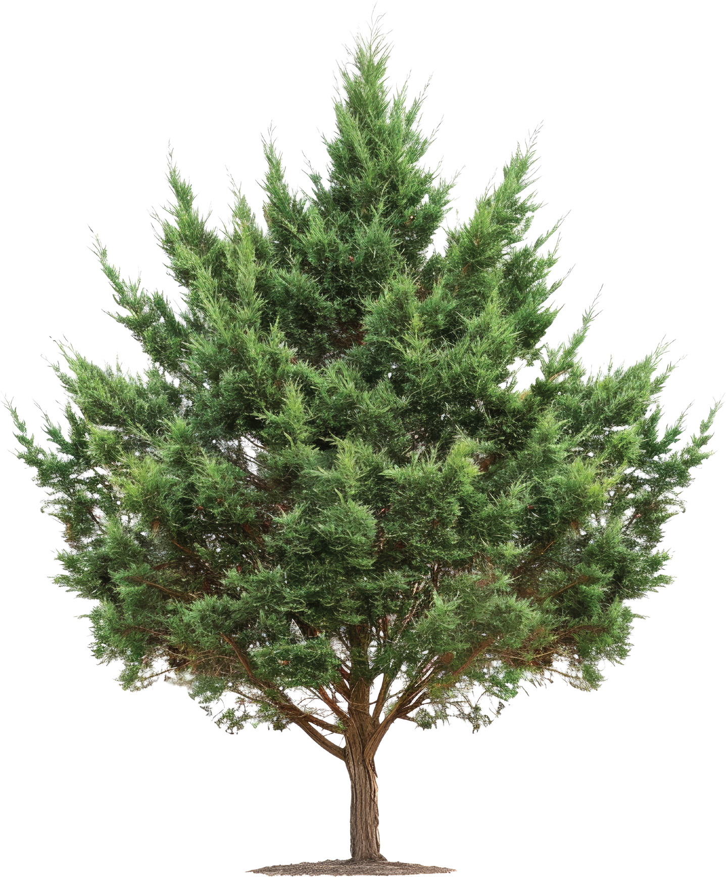 Plant These Native Trees and Shrubs in Your Westchester Garden